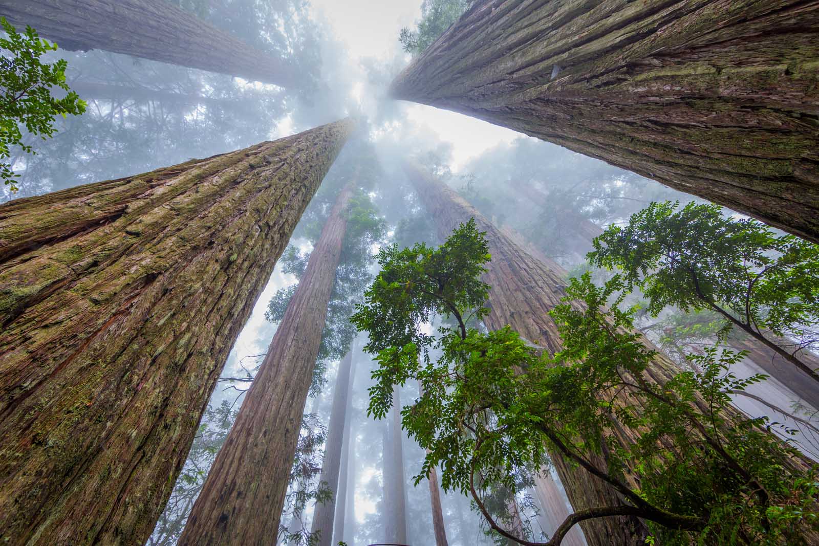 The Complete Guide to Visiting Redwood National Park – FlySaver